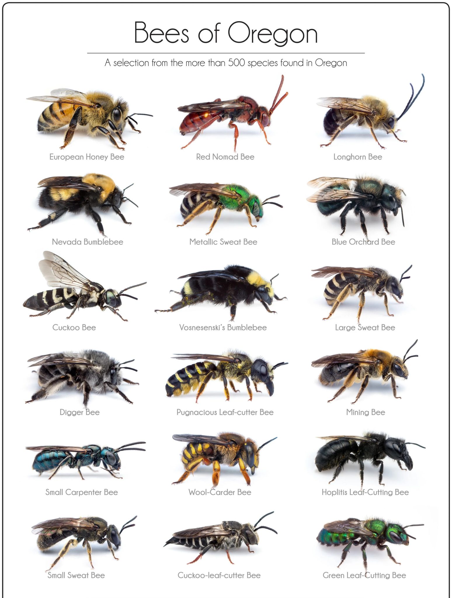How to Support Native Bees in Your Garden - Marion SWCD